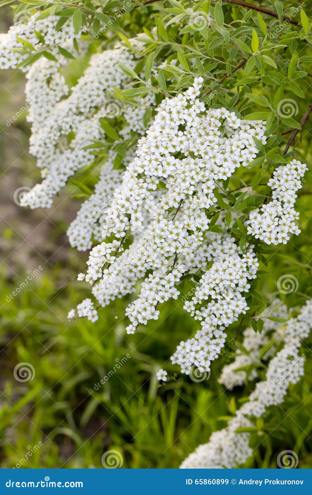 Blooming Spirea. Spiraea Hypericifolia. Many White Spirea Flowers Form ...