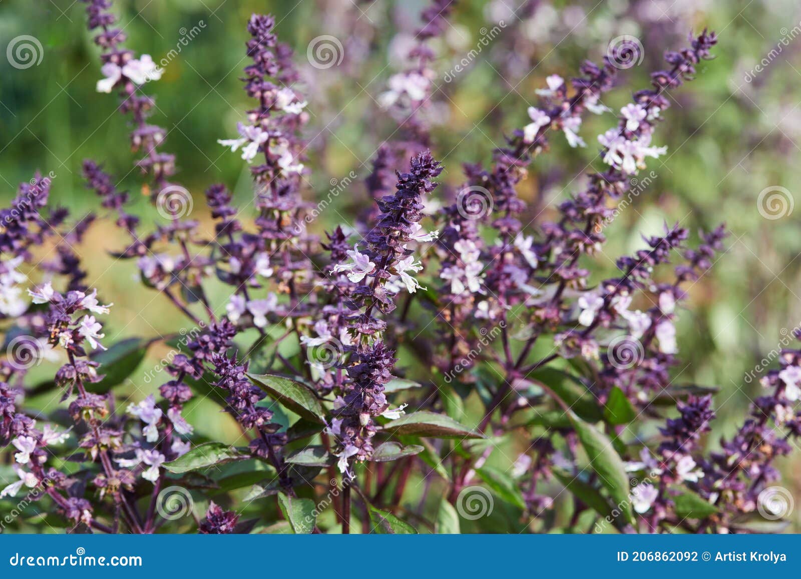 Blooming Sprigs of Basil Growing Outdoors in the Garden Stock Photo ...