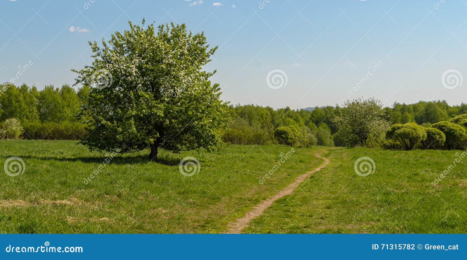 Blooming Spring Apple Tree in Field on a Forest Path Stock Photo ...