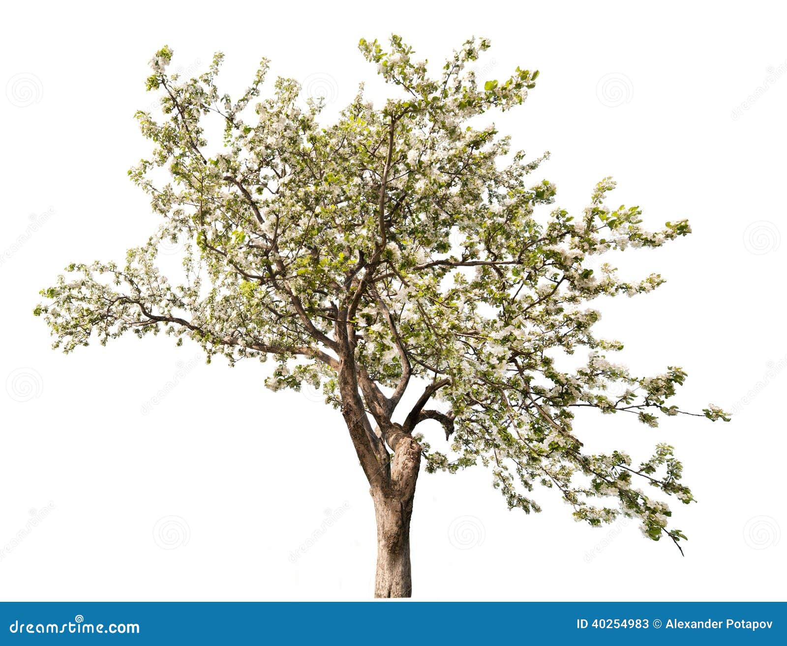 Blooming Spring Apple Tree Isolated on White Stock Image - Image of ...