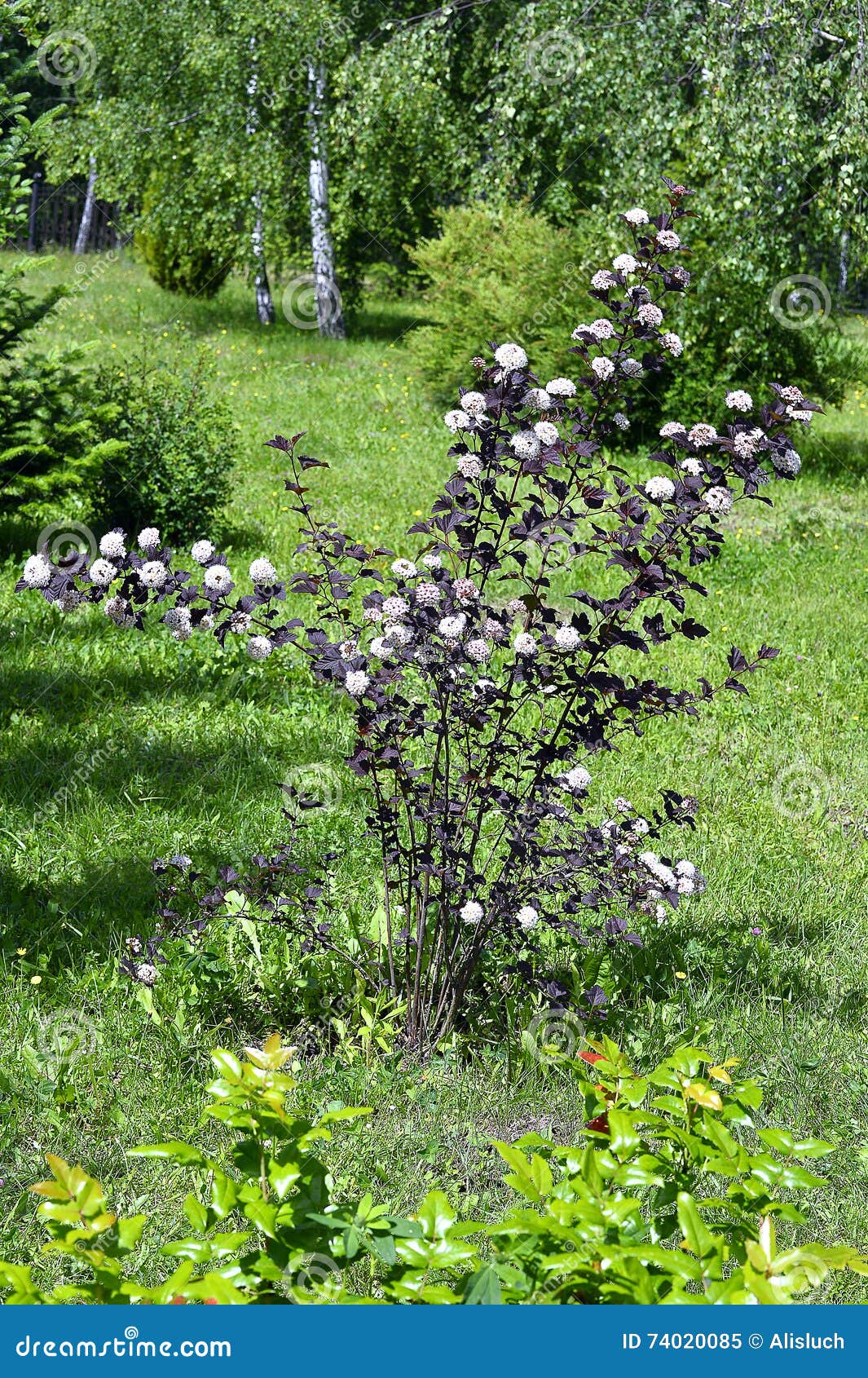 Blooming Spring Bush Physocarpus Diabolo in the Garden Stock Image ...