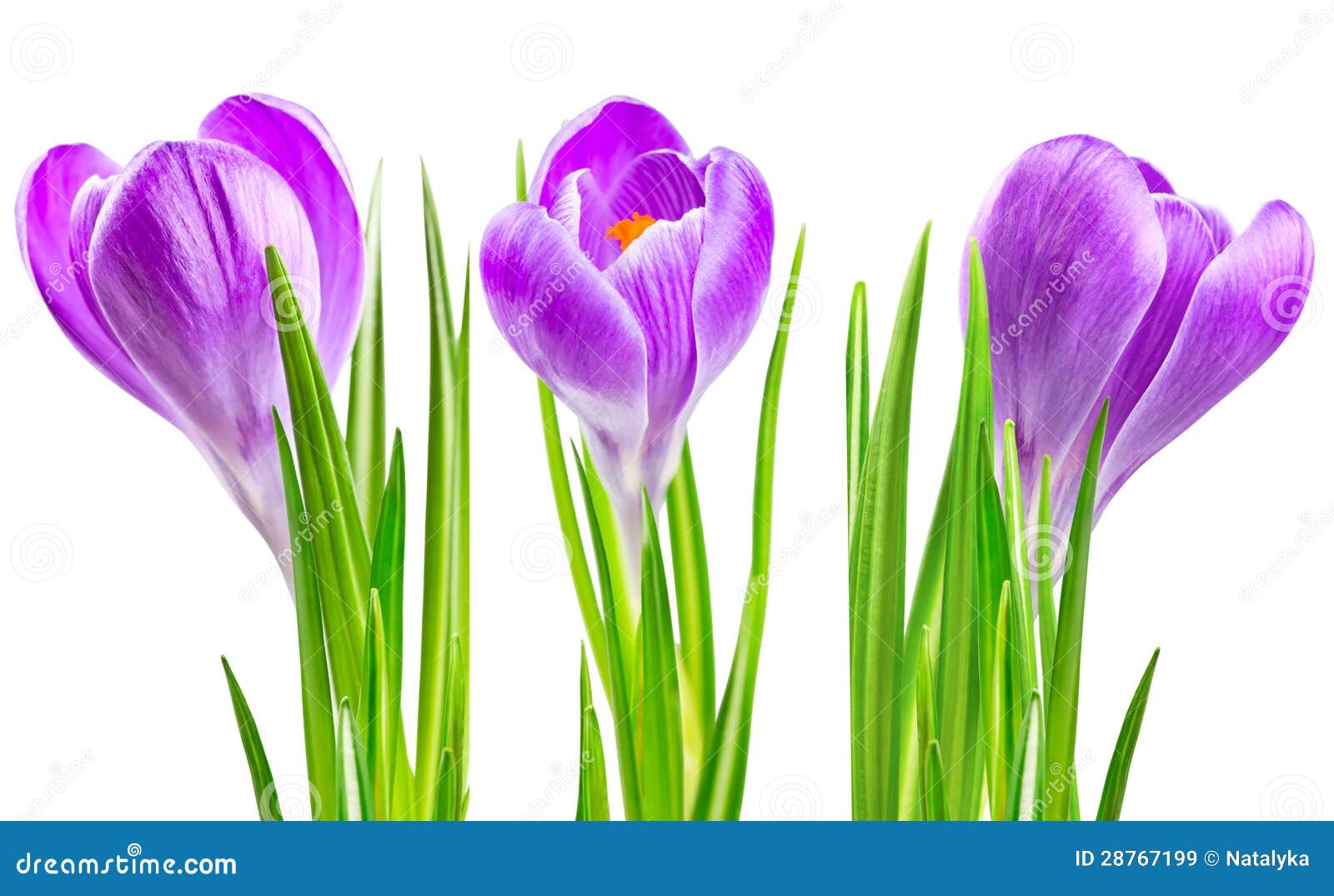 Blooming Spring Crocus Flower Stock Image - Image of seasonal, crocus ...