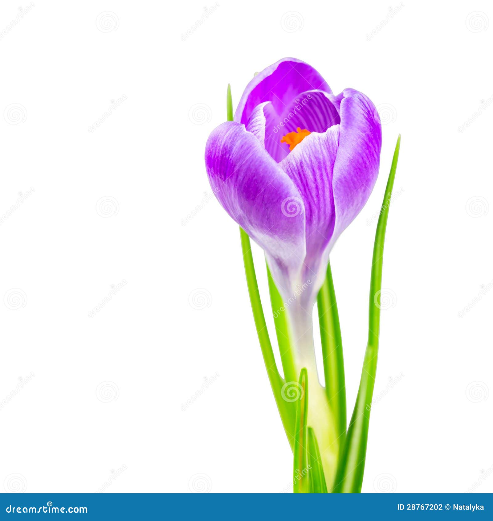 Blooming Spring Crocus Flower Stock Photo - Image of floral, closeup ...