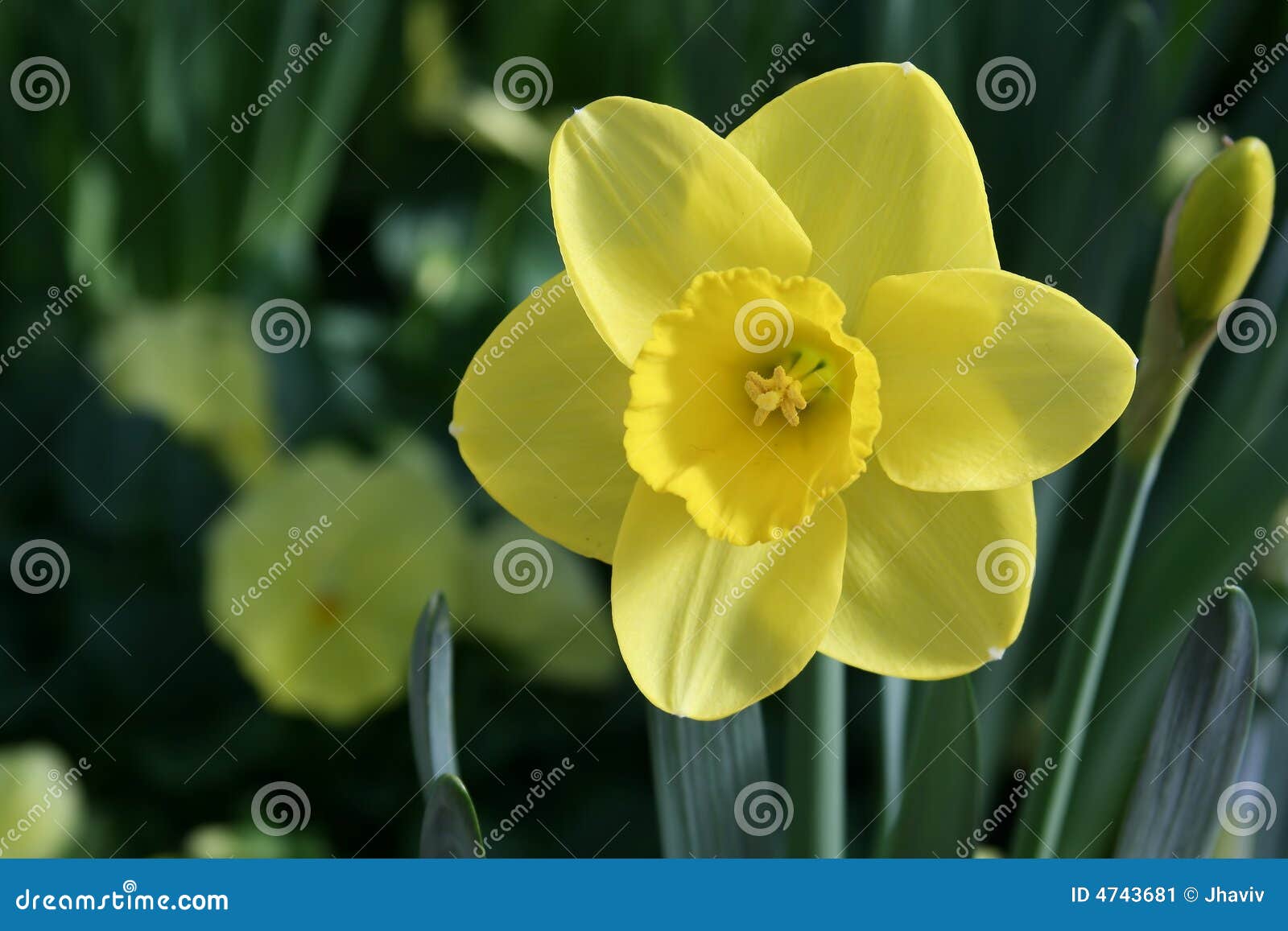 Blooming Spring Flowers stock image. Image of growth, environment - 4743681