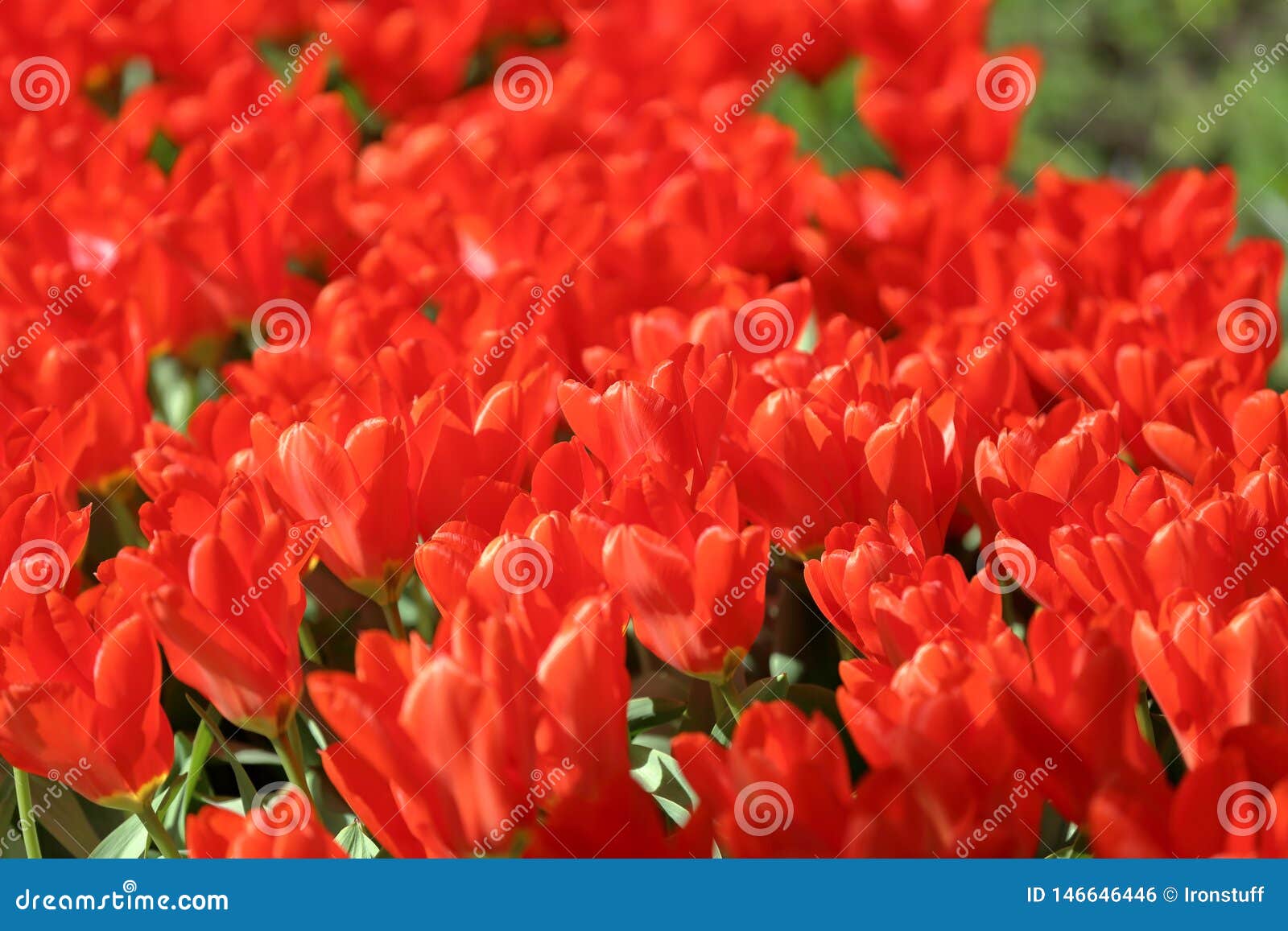 Blooming spring flowers stock photo. Image of flora - 146646446