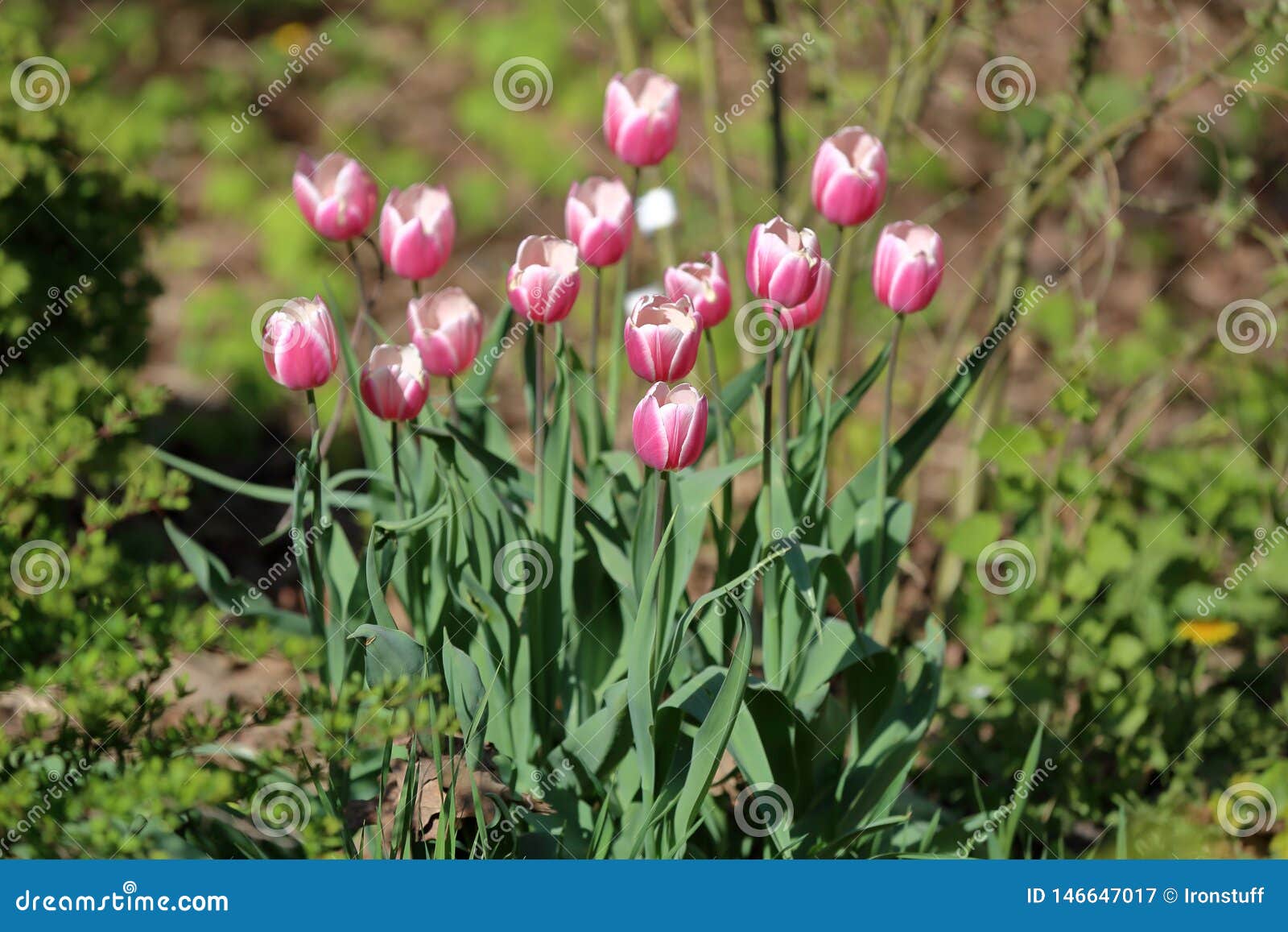 Blooming spring flowers stock image. Image of flower - 146647017