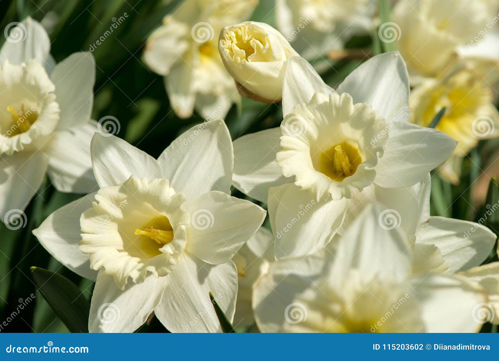 Blooming Spring Flowers Daffodils in Early Spring Garden Stock Photo ...