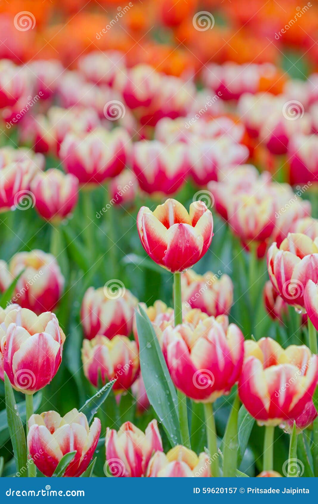 Blooming Spring Flowers Tulips Stock Image - Image of gradient, colour ...
