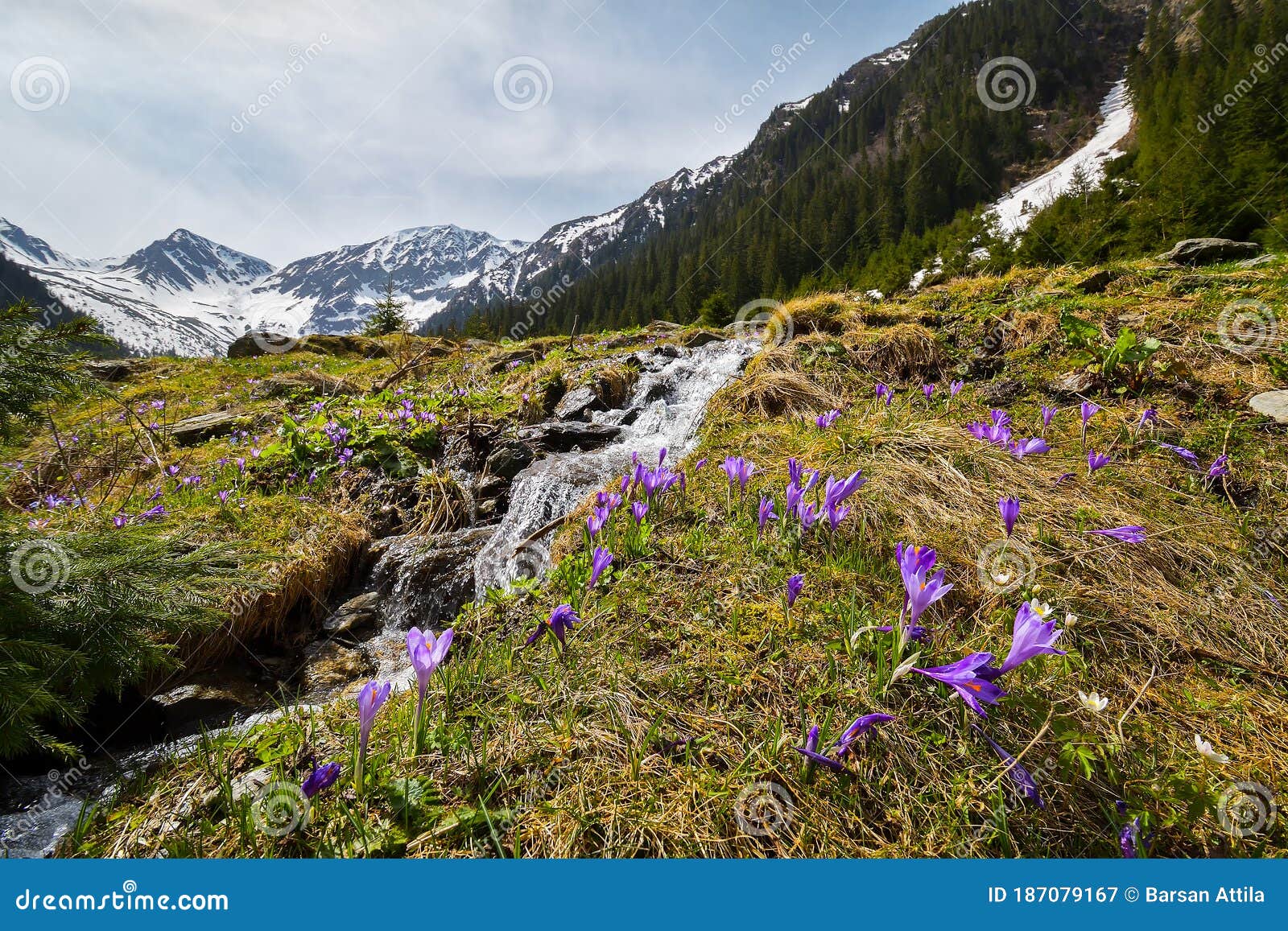 Blooming Spring Forest; Mountain Stream and Spring Flowers Stock Image ...