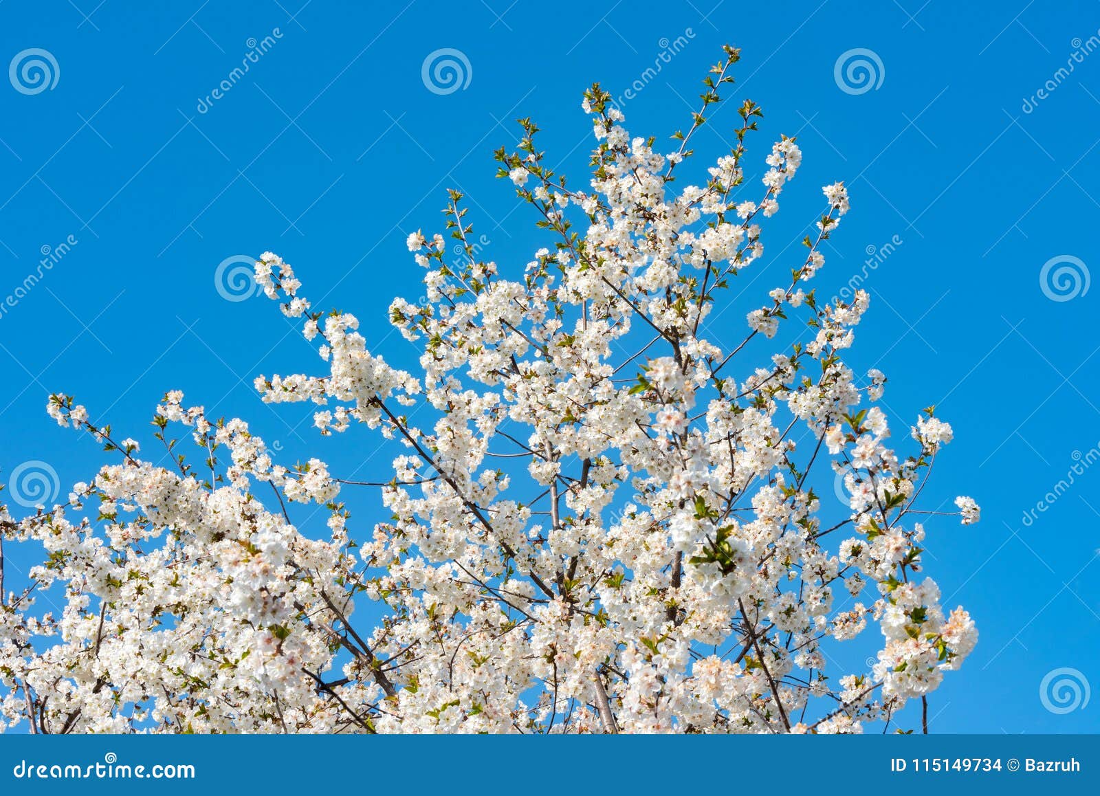 Blooming spring fruit tree stock photo. Image of farm - 115149734