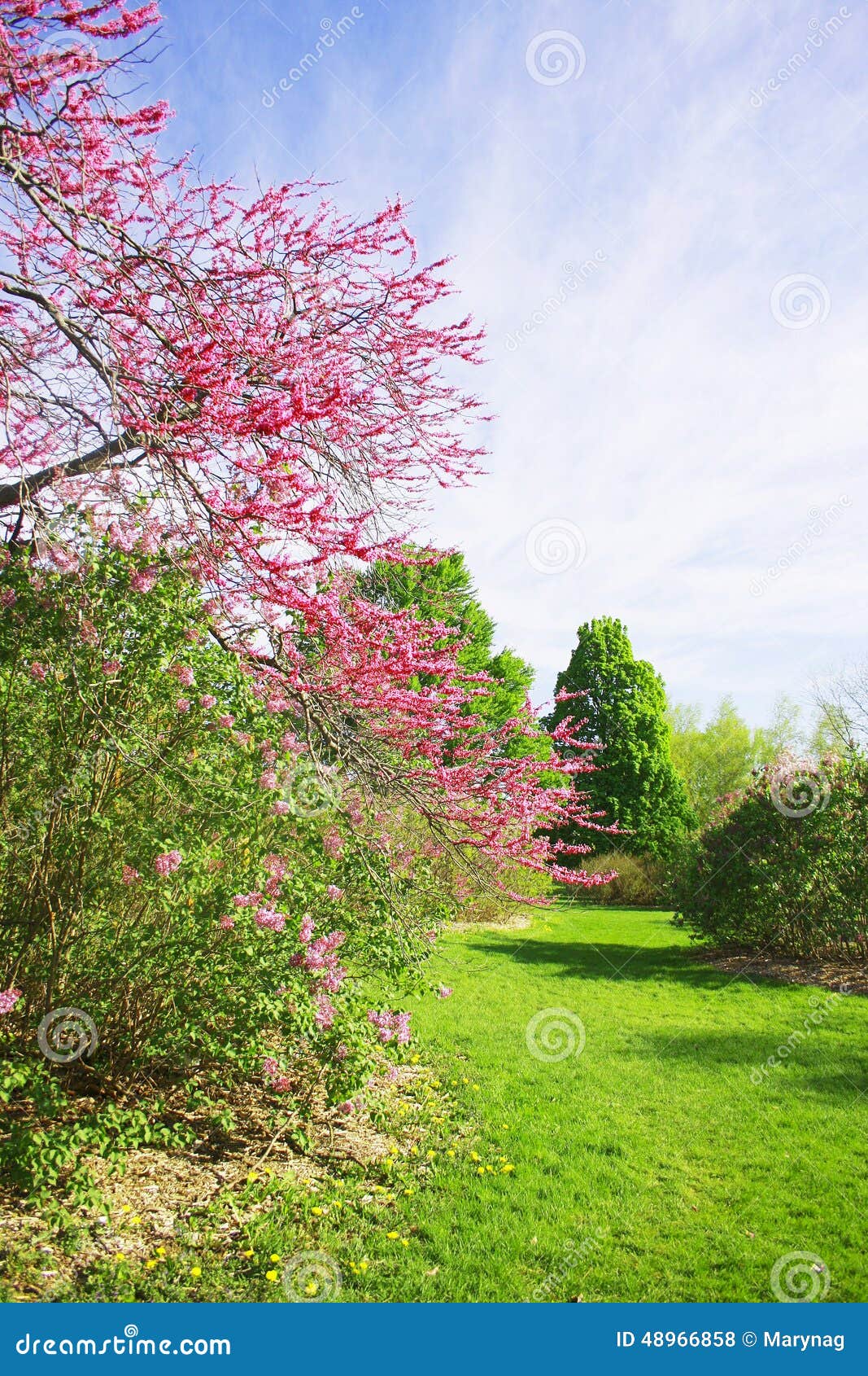 Blooming spring garden stock photo. Image of blooming - 48966858