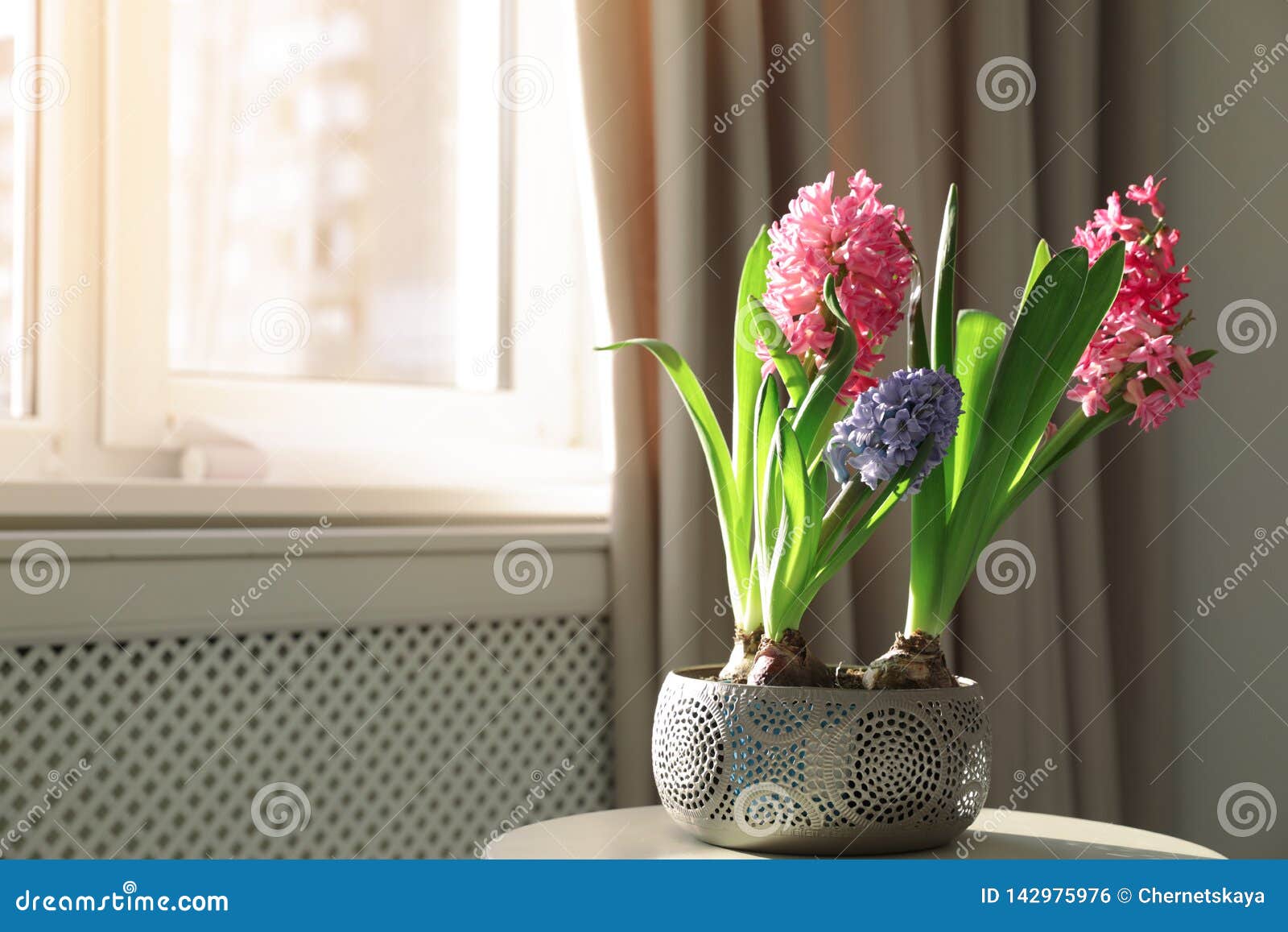 Blooming Spring Hyacinth Flowers on Table Near Window at Home Stock ...