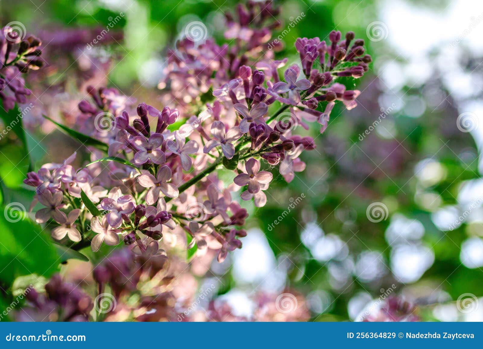Blooming Spring Lilacs Flowers in Garden on Blurred Background with ...