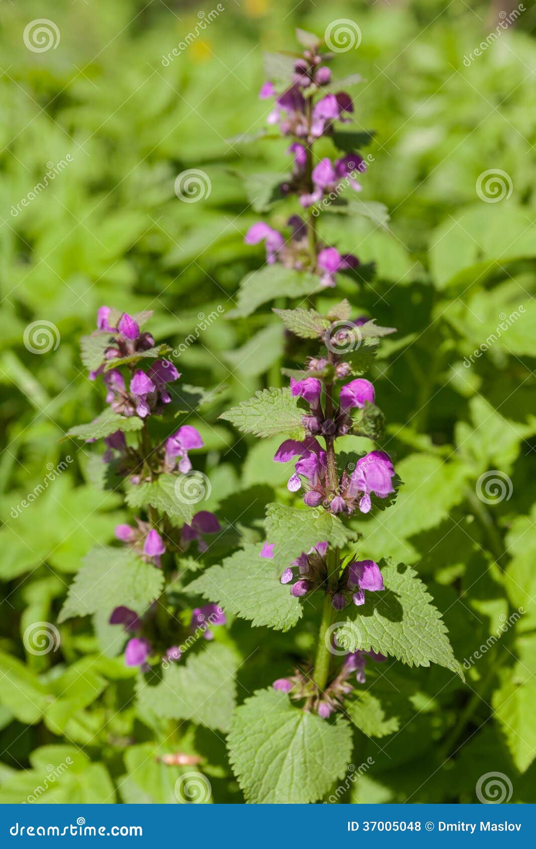 Blooming spring nettles stock photo. Image of blossom - 37005048