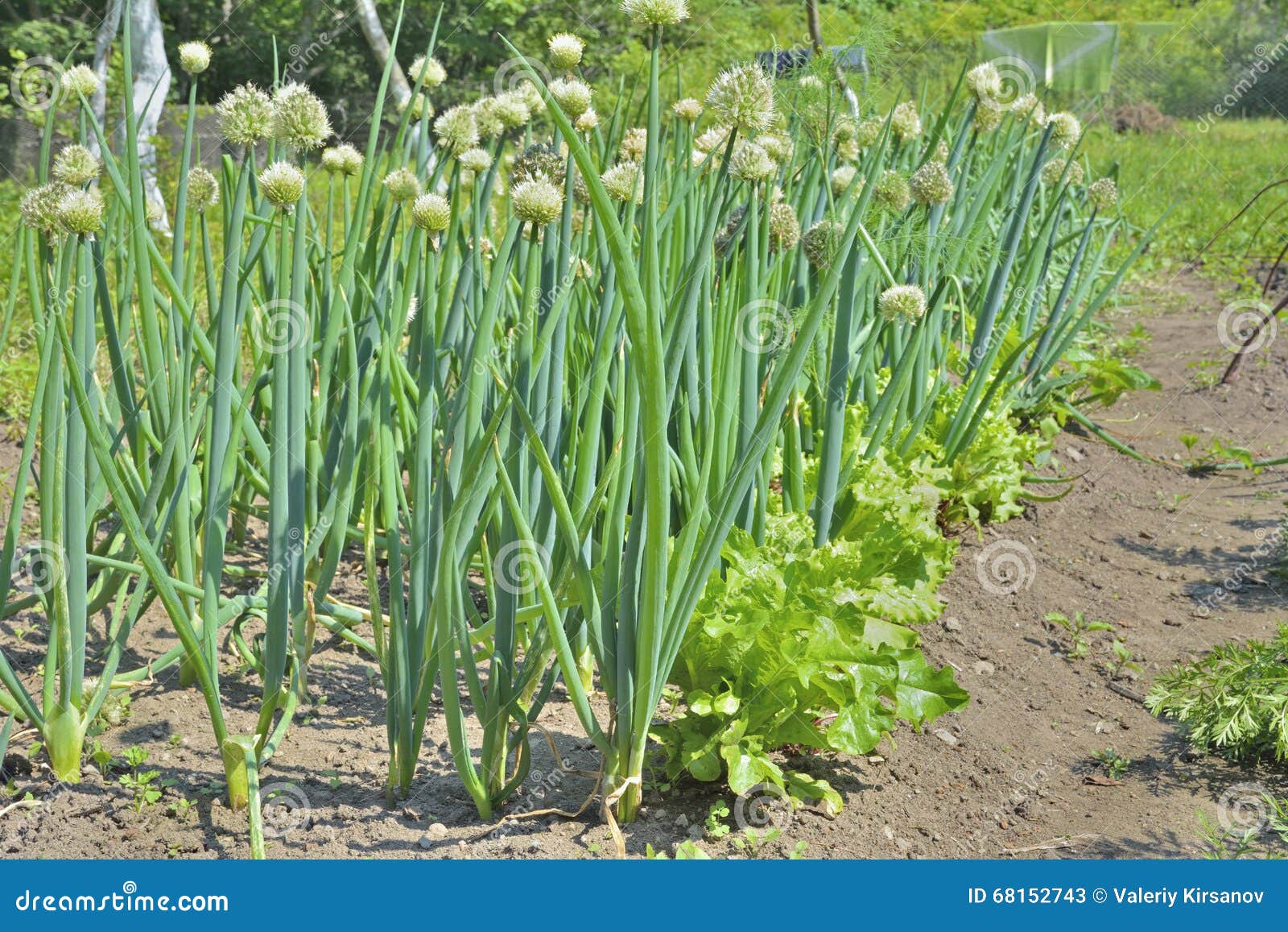 Blooming spring onions 2 stock image. Image of edible - 68152743