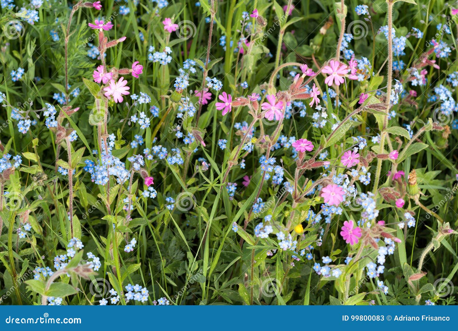 Blooming in a Spring Pasture Stock Image - Image of nature, summer ...