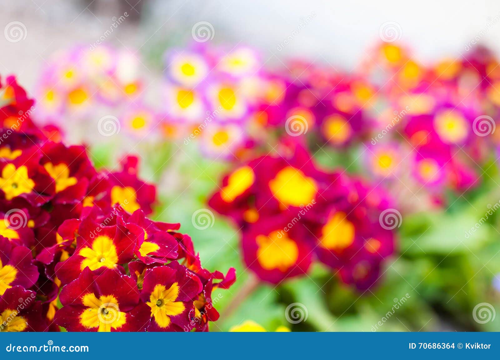 Blooming Spring Primulas in Colorful Flower Bed Stock Photo - Image of ...