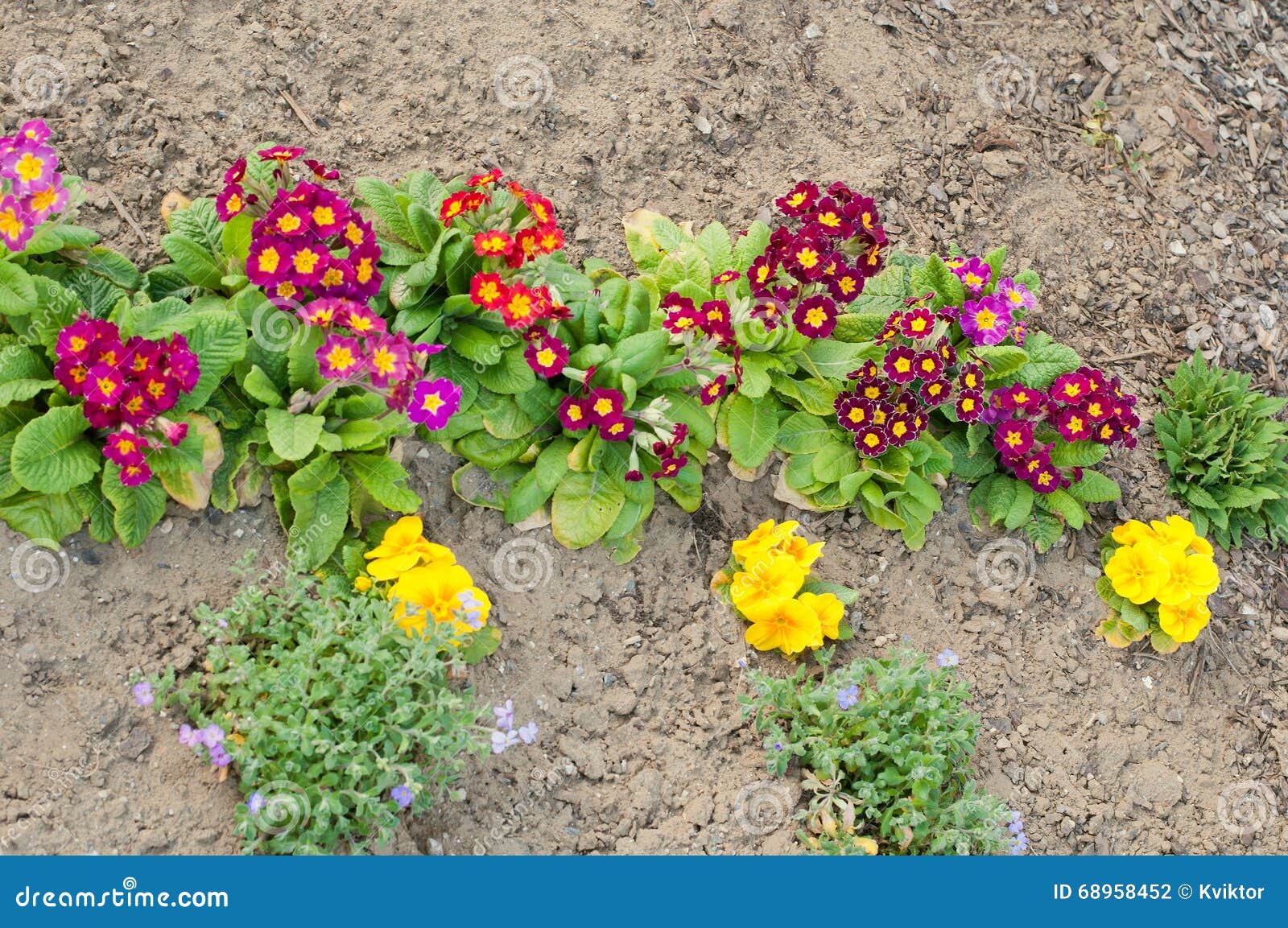 Blooming Spring Primulas in Colorful Flower Bed Stock Photo - Image of ...