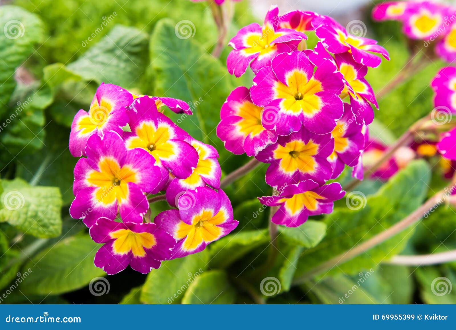 Blooming Spring Primulas in Flower Bed Stock Image - Image of ...