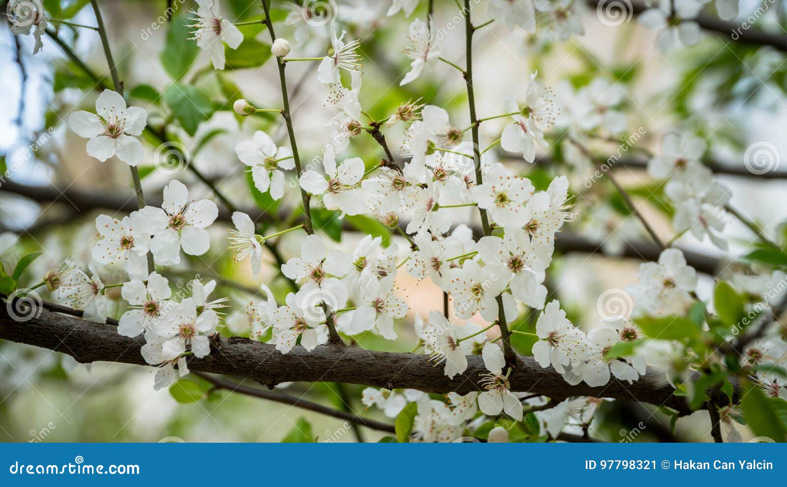 Blooming Spring Tree with White Flowers Stock Image - Image of sunny ...