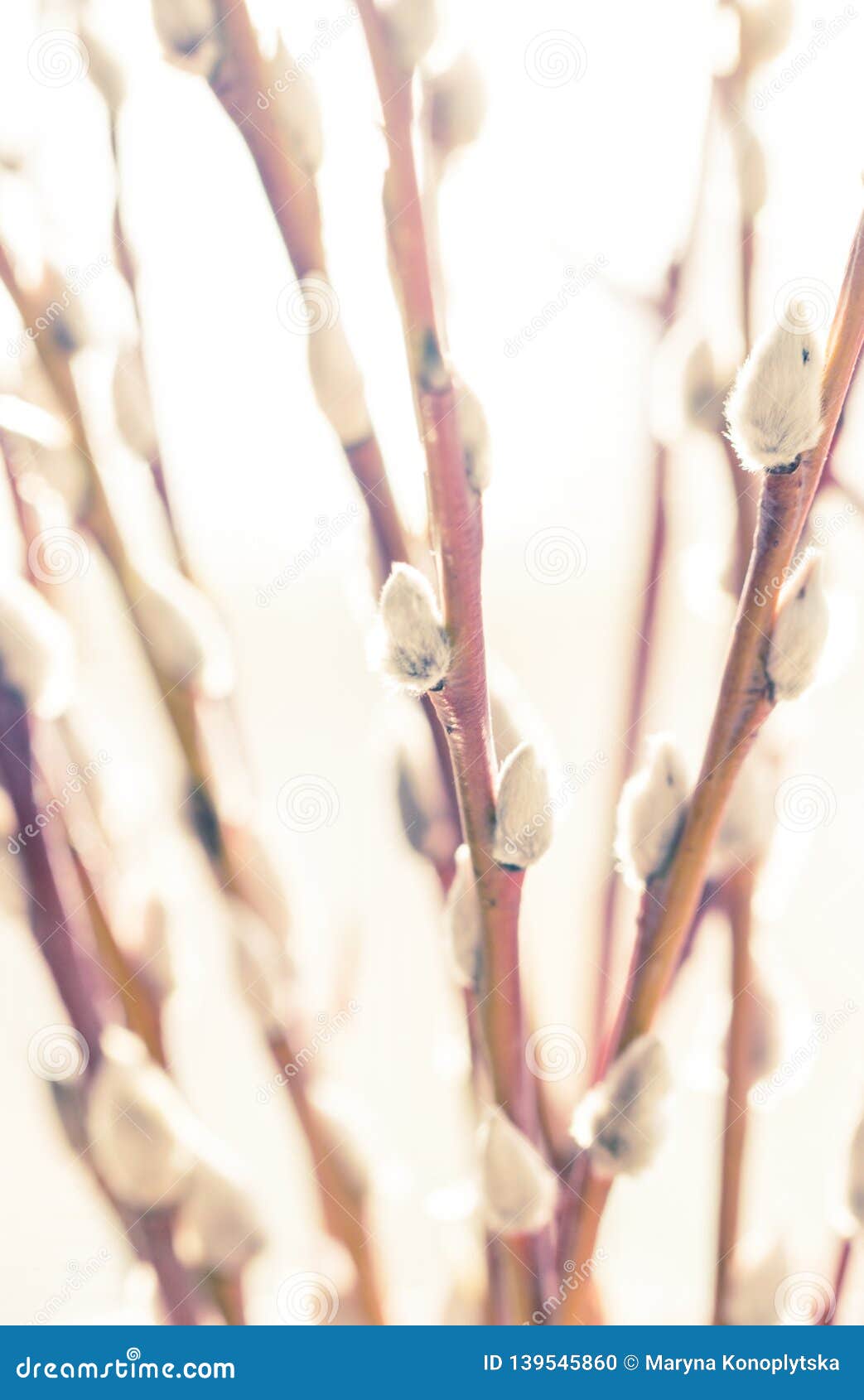 Blooming Spring Willow Branch. Gentle Spring Easter Background Stock ...