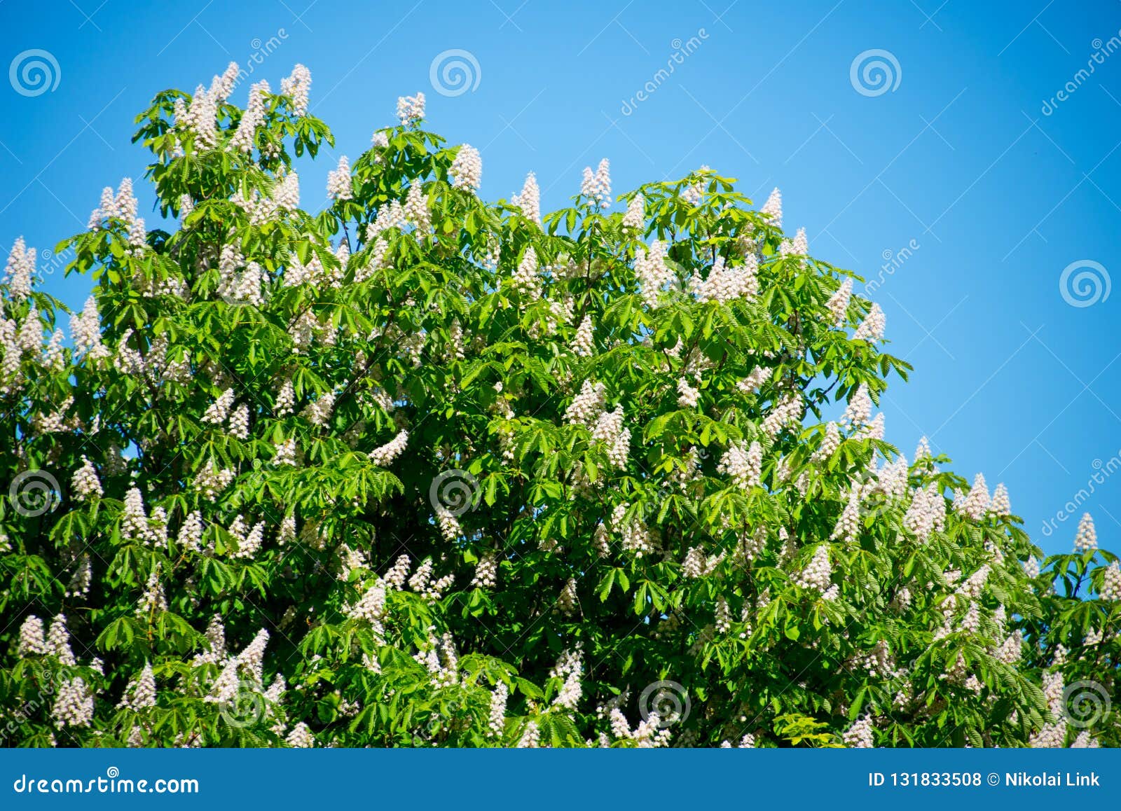 Blooming Springtime Chestnut Tree Stock Photo - Image of park, foliage ...