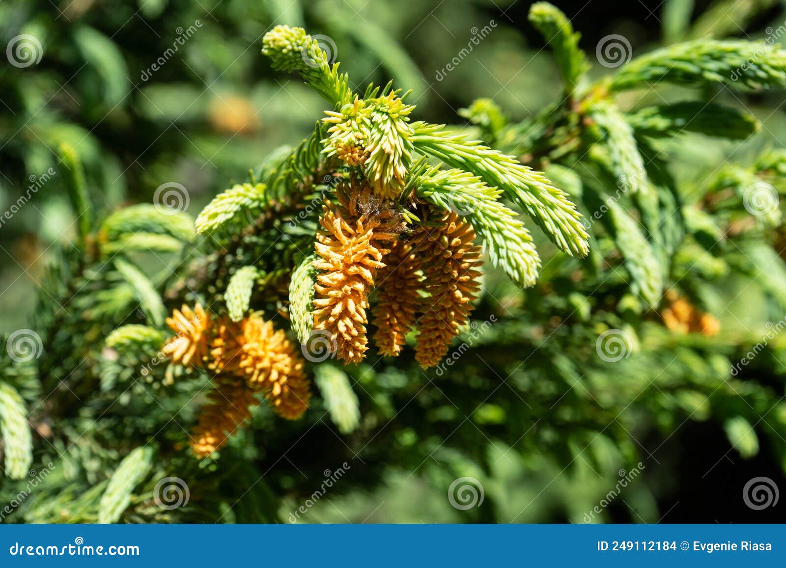 Blooming Spruce. Horizontal Background with a Blooming Spruce Tree with ...