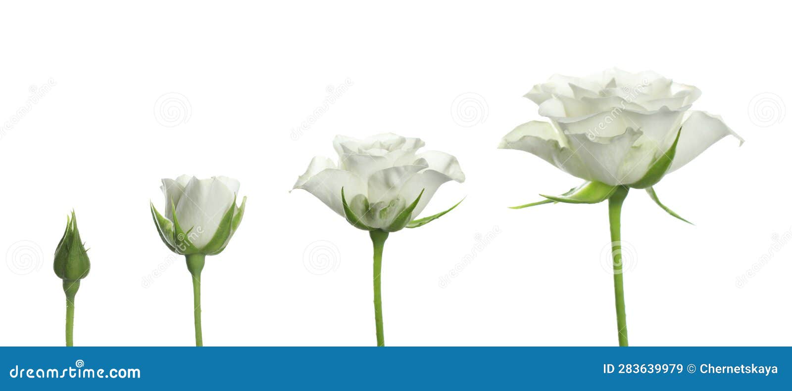 Blooming Stages of Beautiful Rose Flower on White Background Stock ...