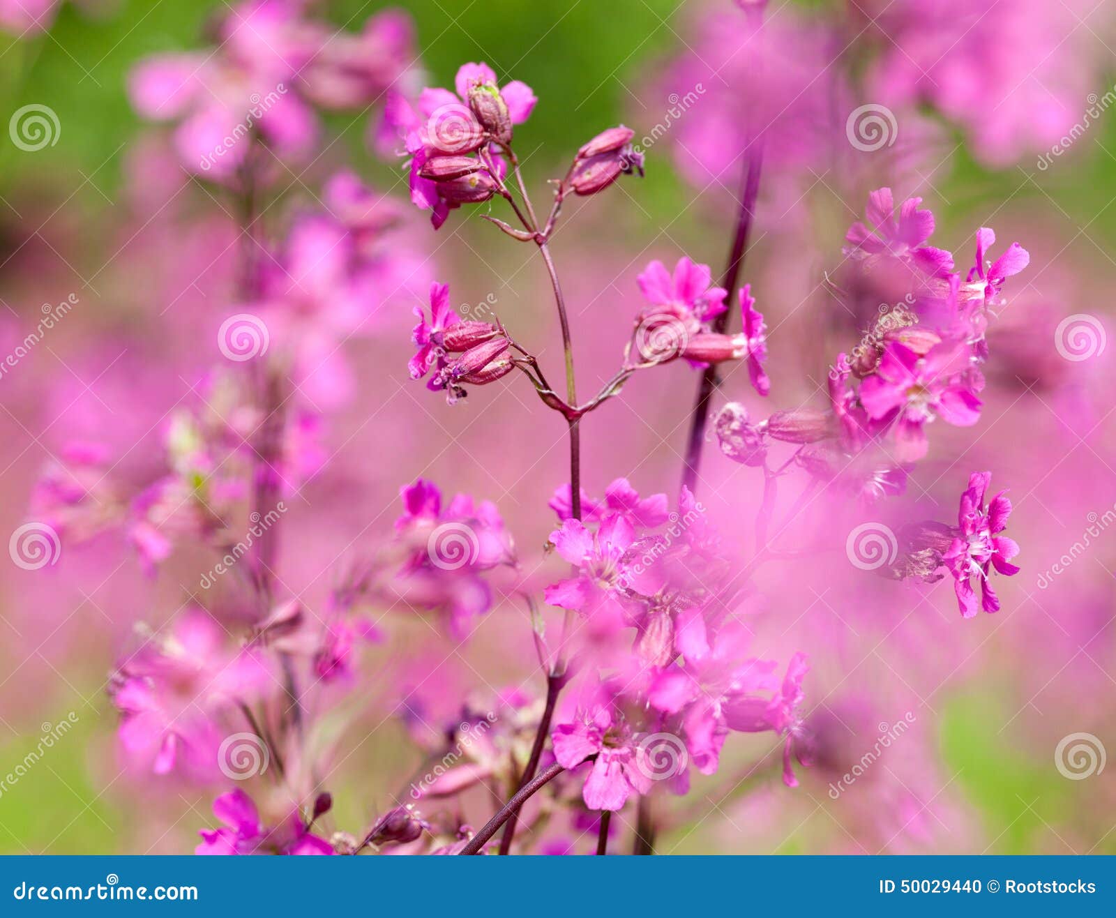 Blooming Sticky Catchflies (Silene Viscaria) Stock Photo - Image of ...