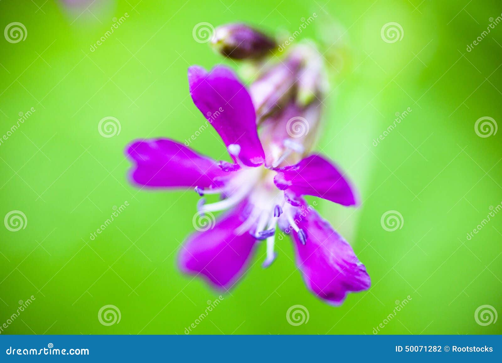 Blooming Sticky Catchfly (Silene Viscaria) Stock Photo - Image of ...