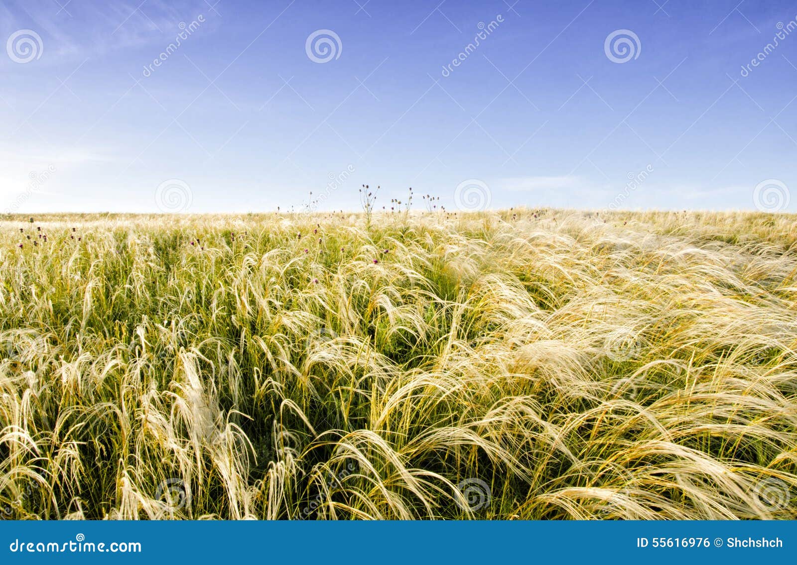 Blooming Stipa stock photo. Image of field, farmland - 55616976