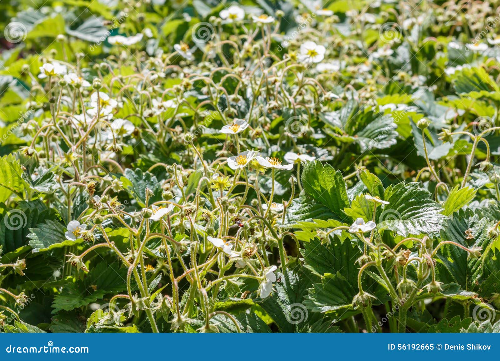 Blooming strawberry bushes stock image. Image of blossom - 56192665