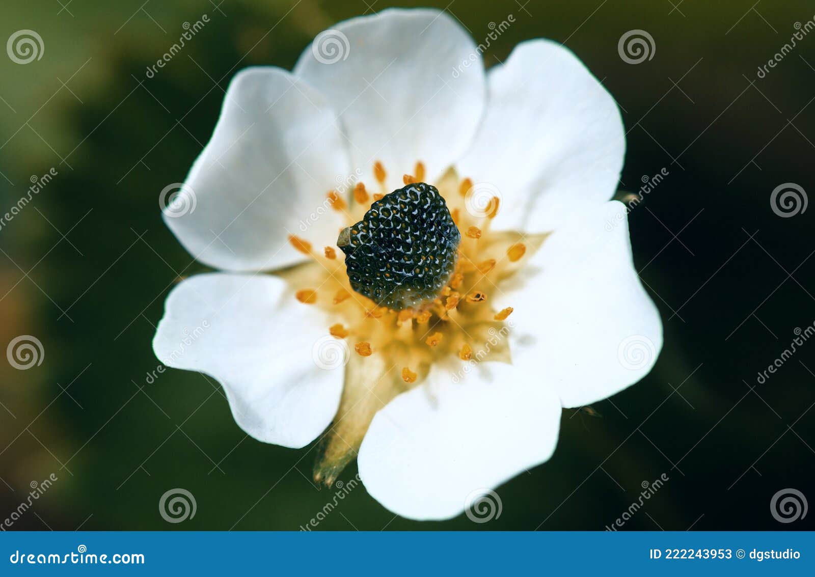 Black process stock image. Image of preciosity, flowering - 222243953