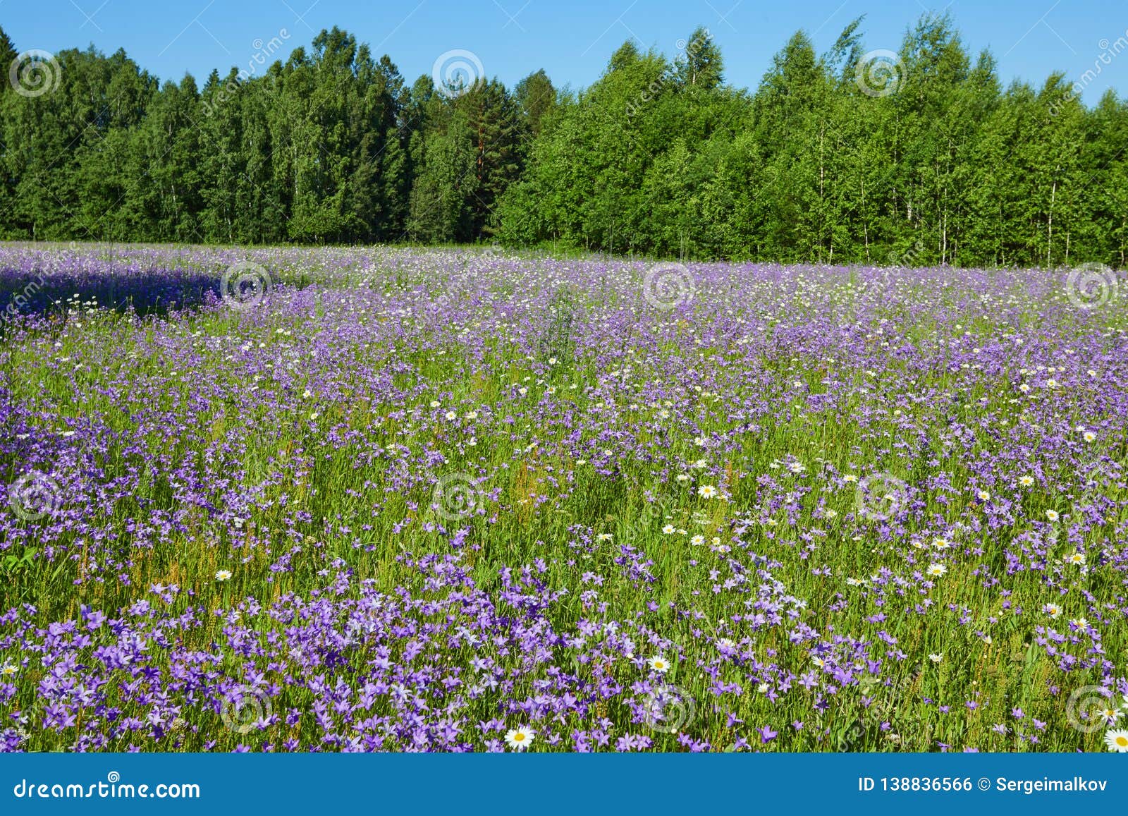 Summer Fields, Ripening Grain Crop Fields In Germany Royalty-Free Stock ...