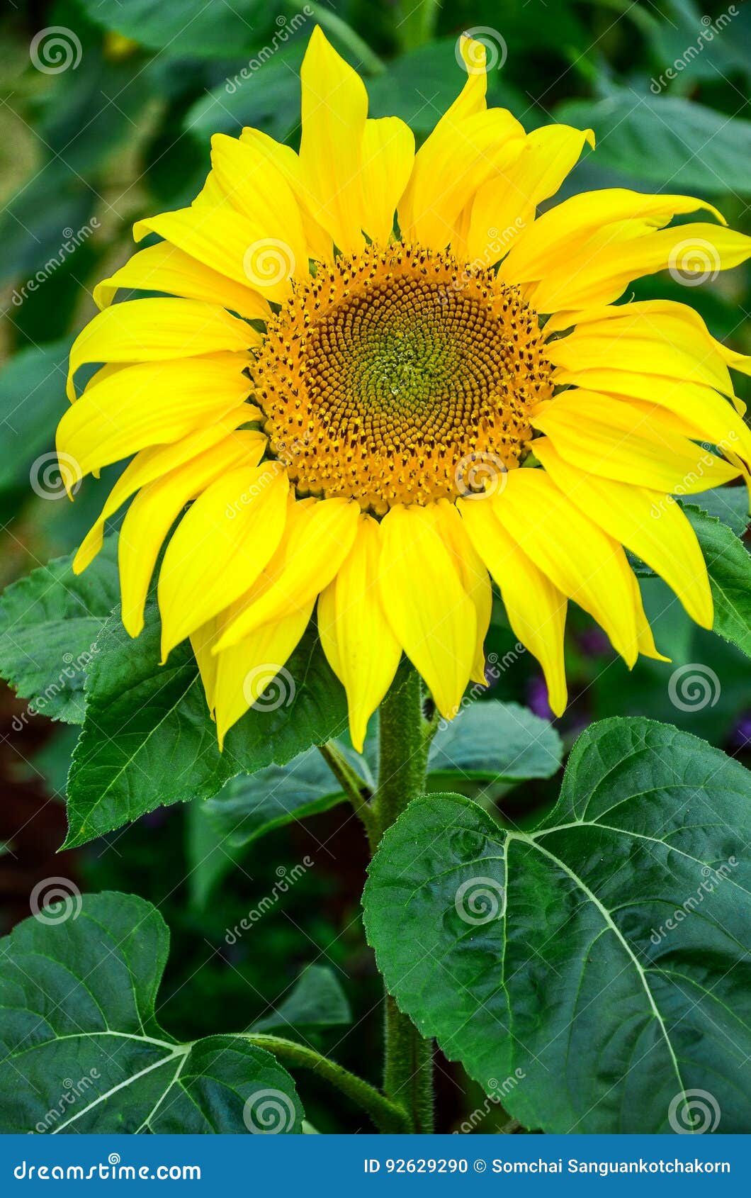 Blooming Sun flower stock photo. Image of season, plantation - 92629290