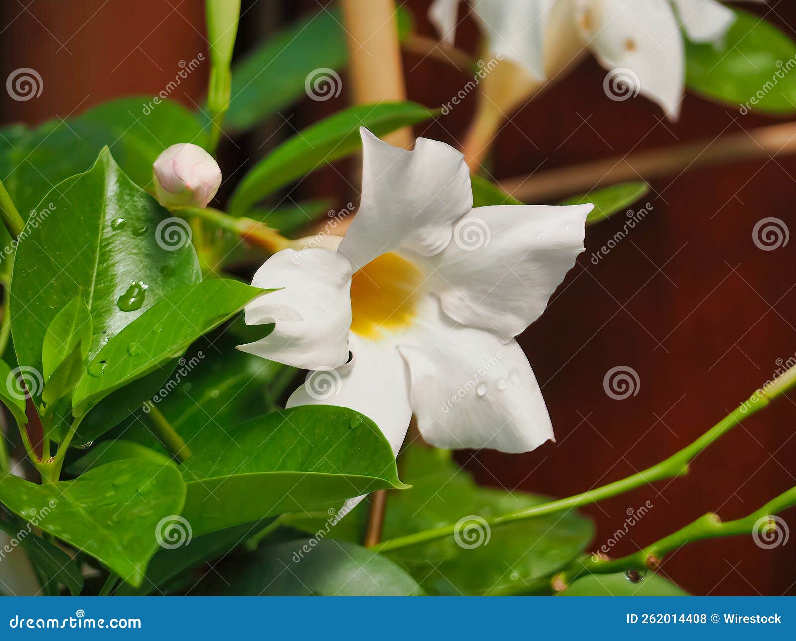 Blooming Sun Parasol Mandevilla Flower Stock Photo - Image of ...