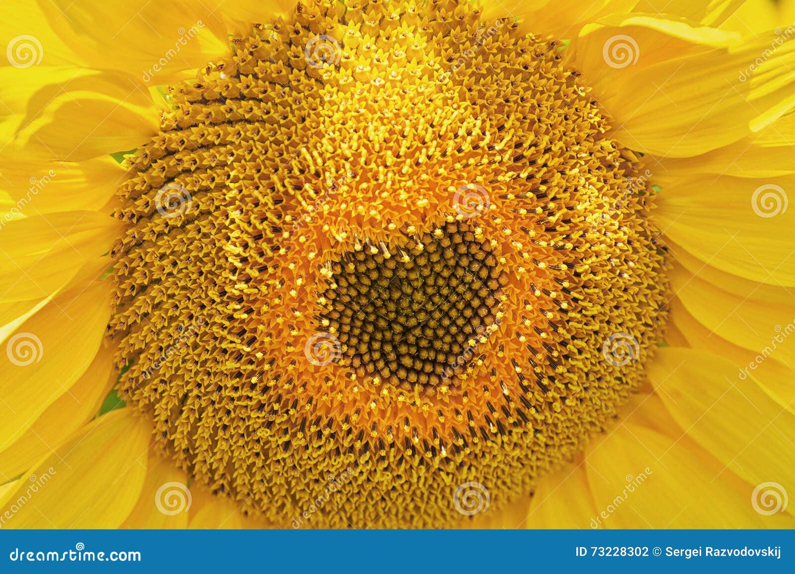 Blooming Sunflower stock photo. Image of landscape, outdoor - 73228302