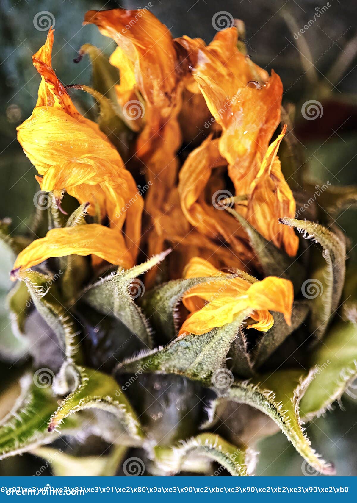 A Blooming Sunflower Flower that Looks Like a Flame of Fire Stock Image ...