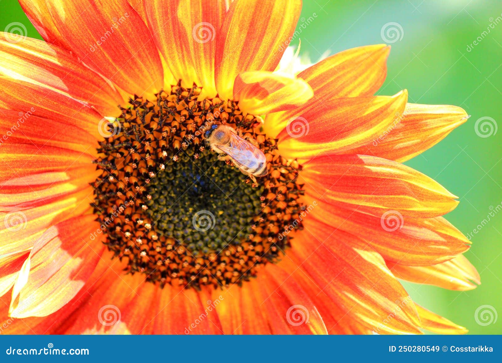 A Blooming Sunflower with Nectar Collected by a Bee Stock Image - Image ...
