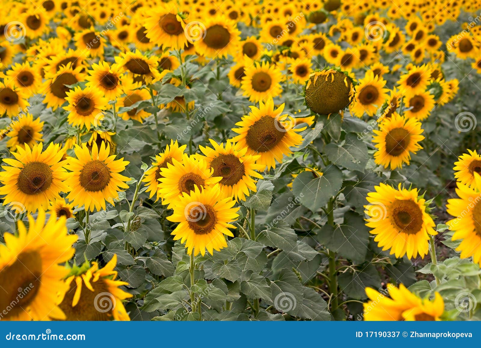 Blooming sunflowers stock image. Image of sunflowers - 17190337
