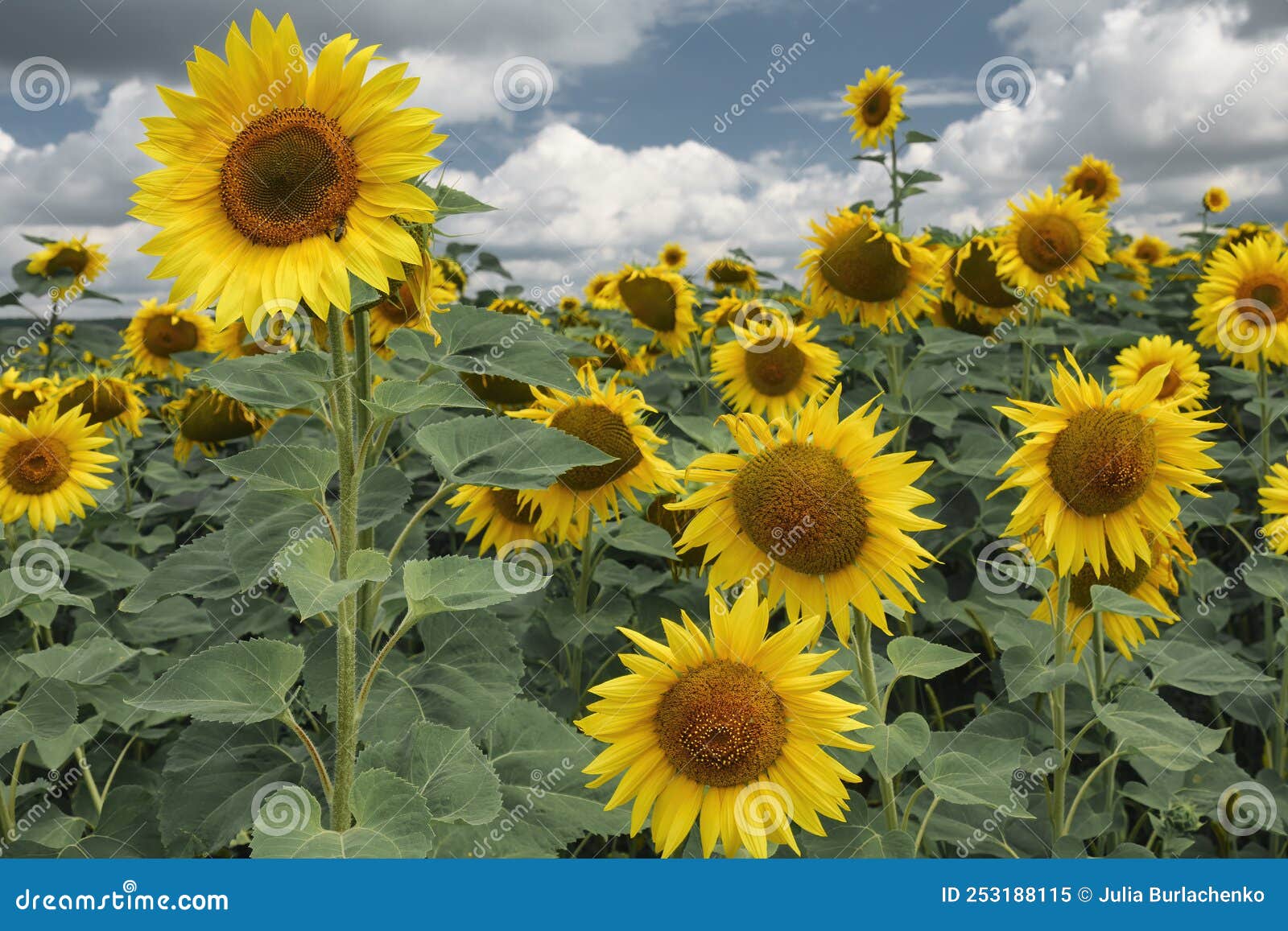 Blooming Sunflowers of Different Height Stock Image - Image of ...