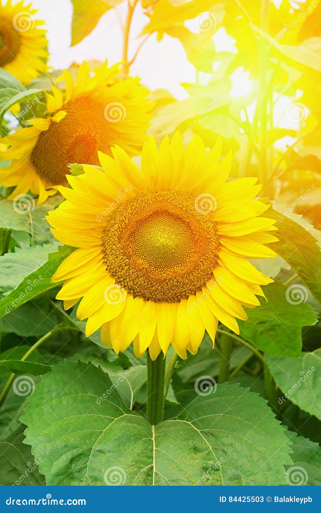Blooming sunflowers stock image. Image of agriculture - 84425503