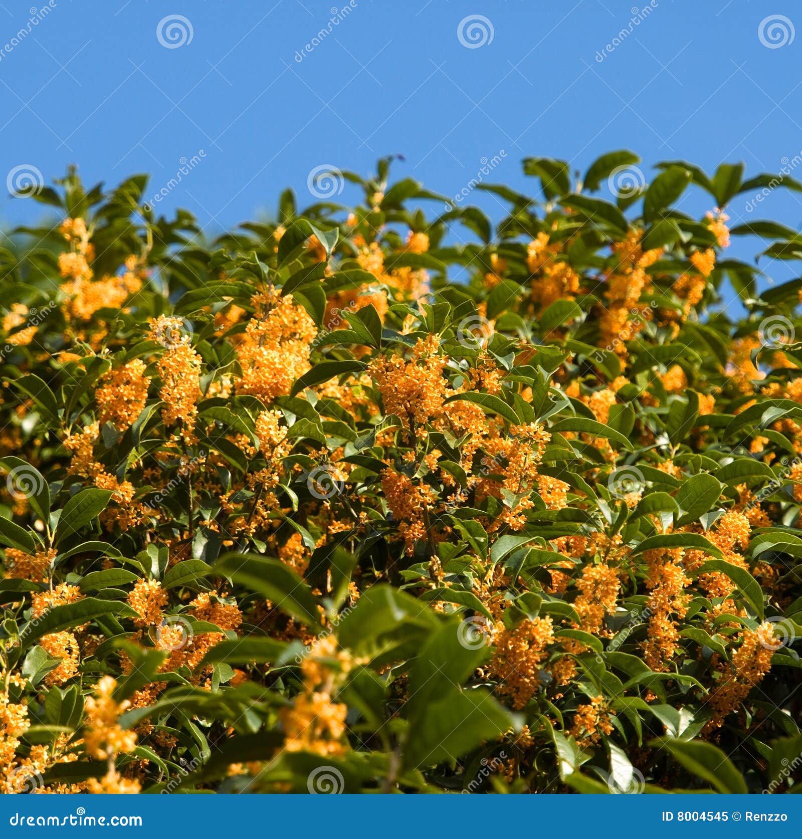 Blooming Sweet olive stock image. Image of osmanthus, fragrant - 8004545
