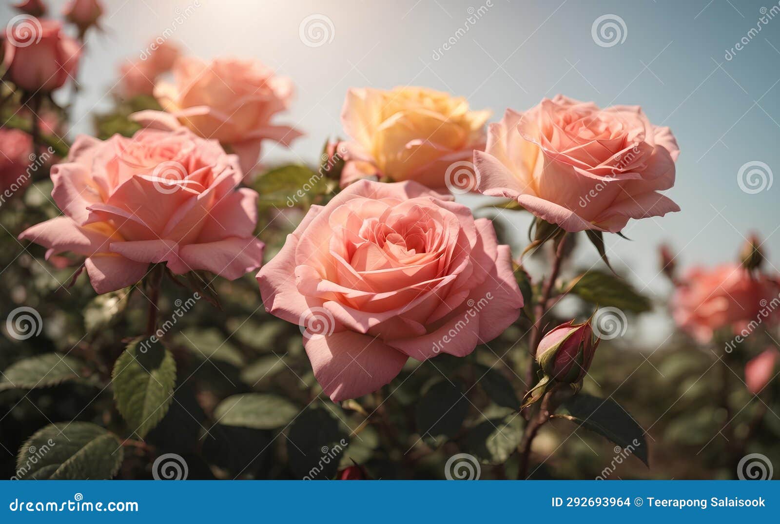 Blooming Sweet Roses with Sunlight Background Stock Illustration ...