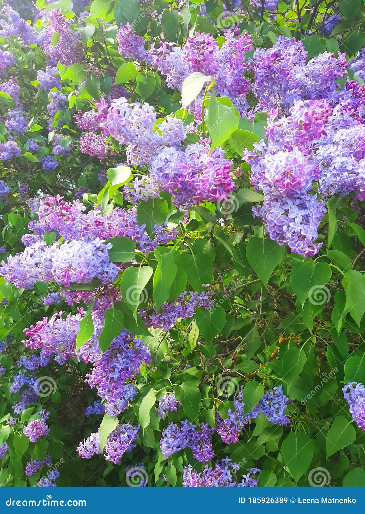 Blooming syren tree stock image. Image of syren, summer - 185926389