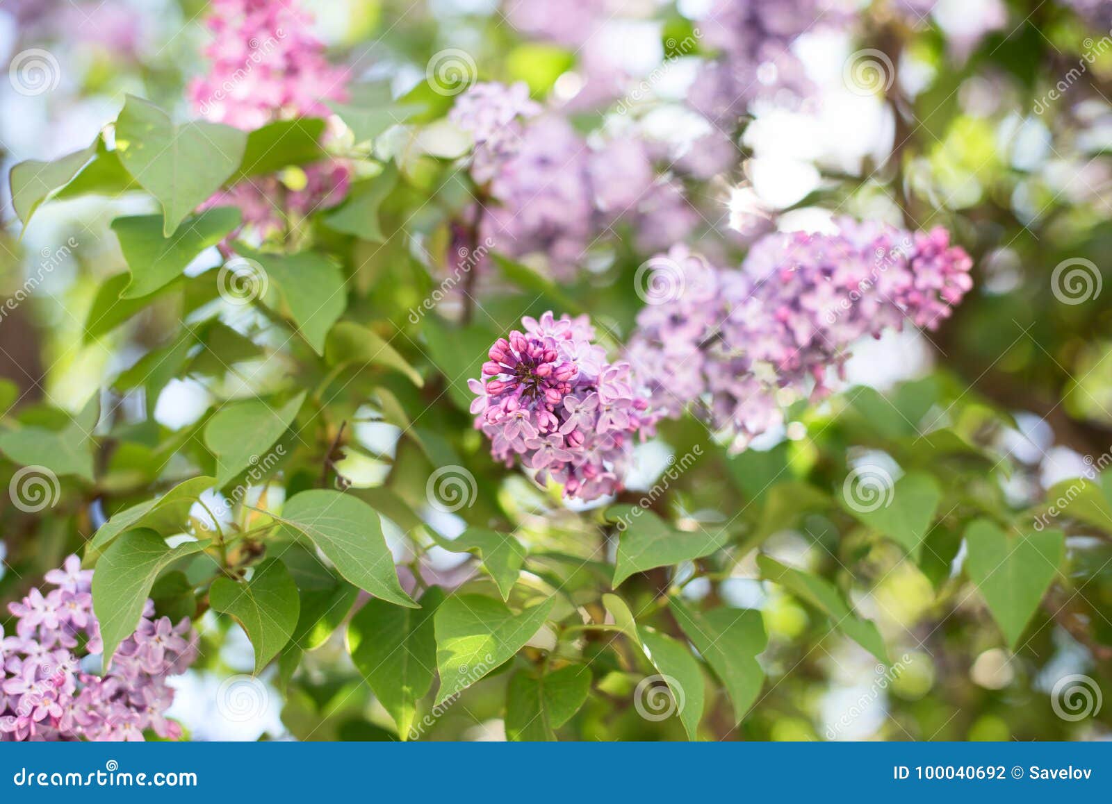 Blooming Syringa bush stock photo. Image of leaves, blossom - 100040692
