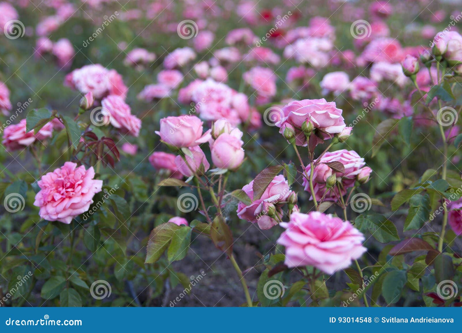 Blooming tea rose stock photo. Image of flowers, pink - 93014548