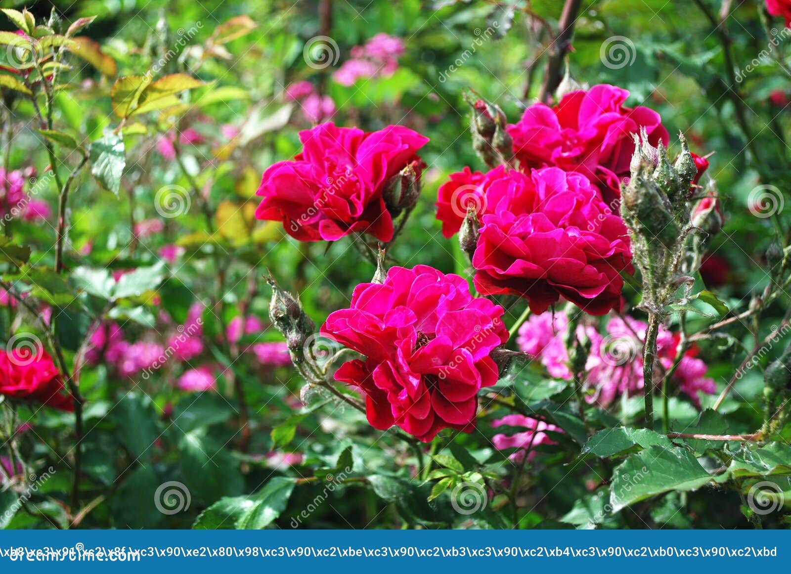 Blooming Tea Rose Bushes Close-up Stock Photo - Image of flora, green ...