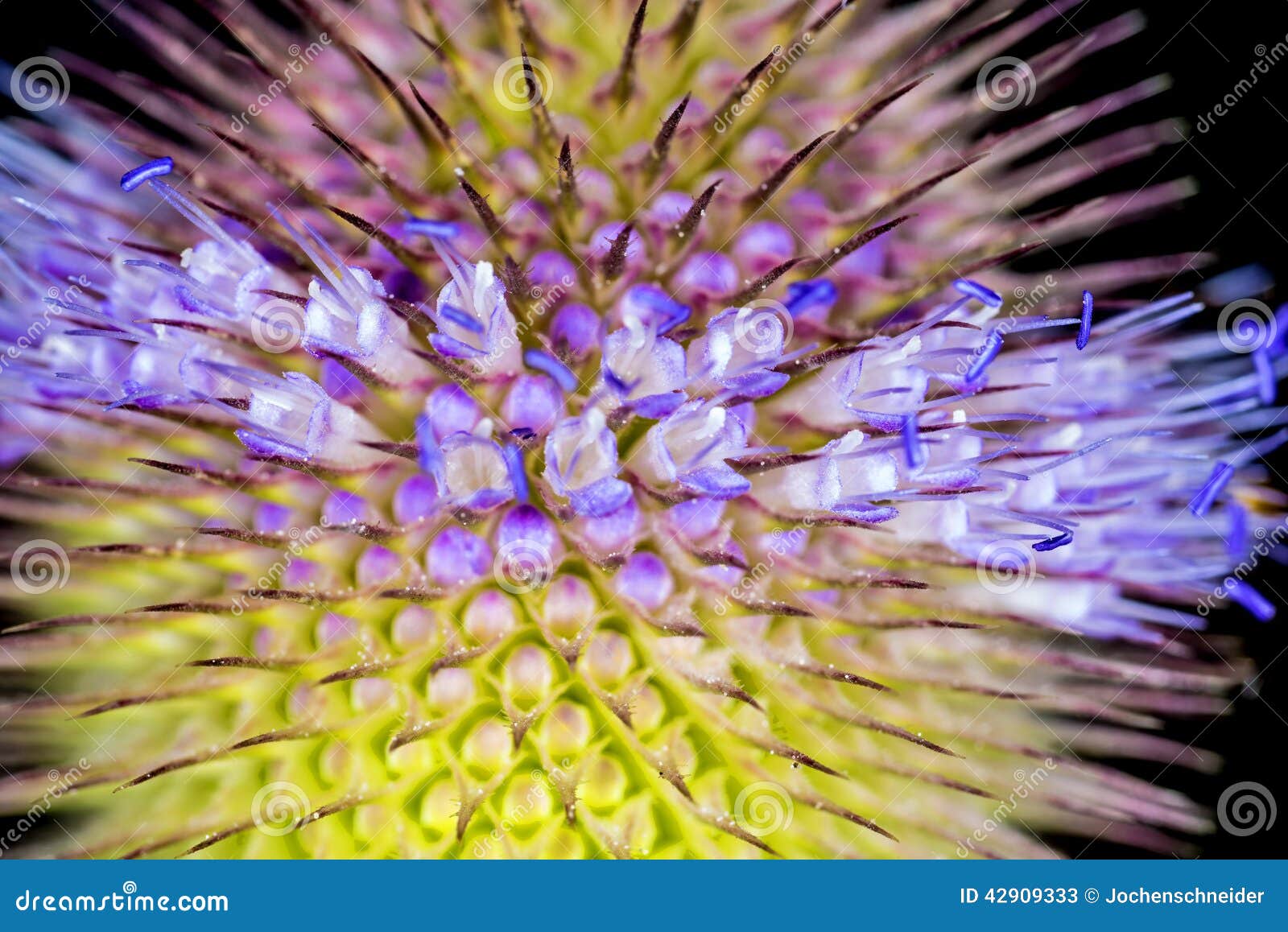 Blooming teasel stock image. Image of flora, natural - 42909333