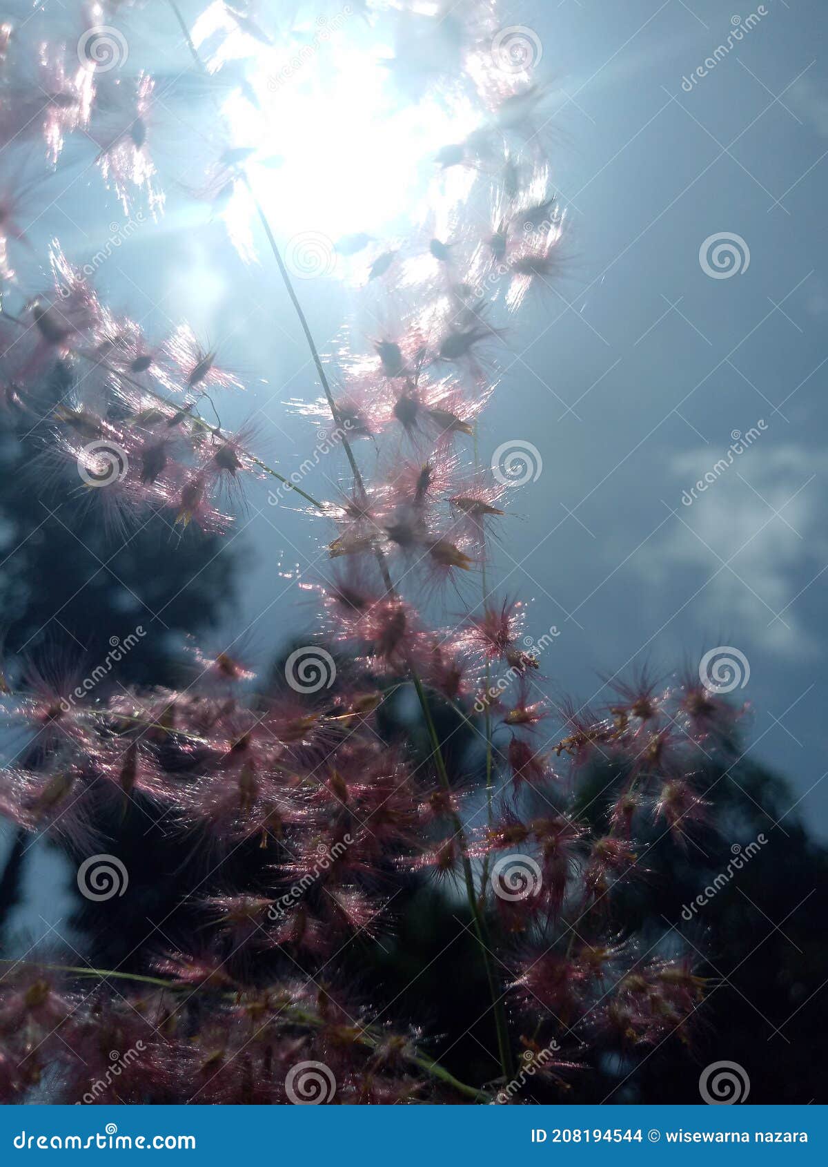 Blooming thatch flower stock photo. Image of flower - 208194544